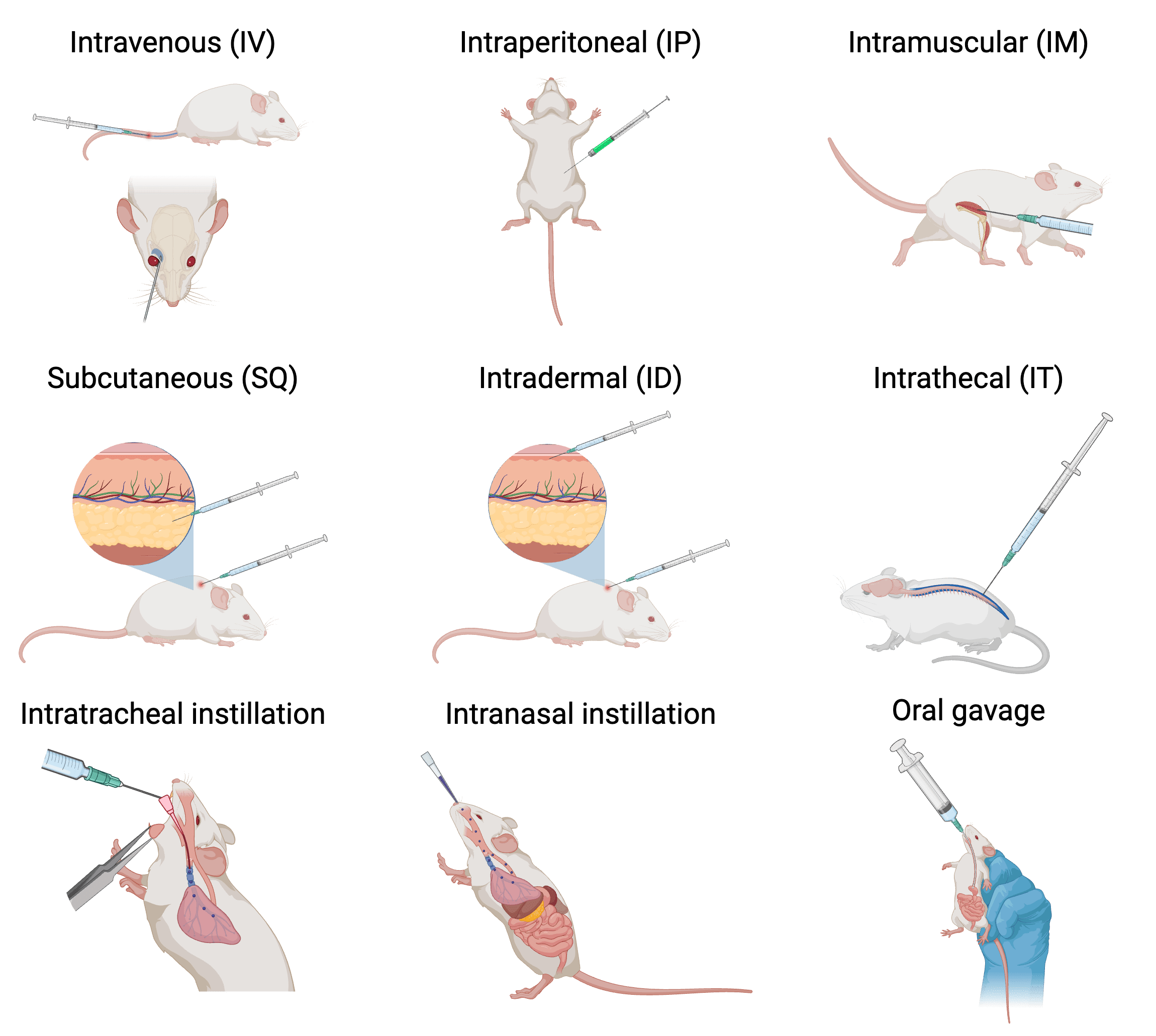 Common Injection Routes In Mice